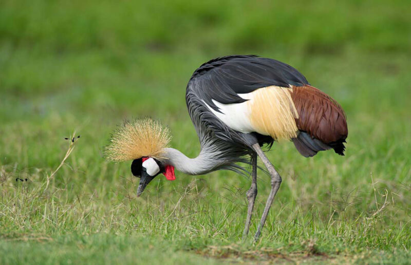 BIRDS OF KENYA - Safaris and Travel Africa